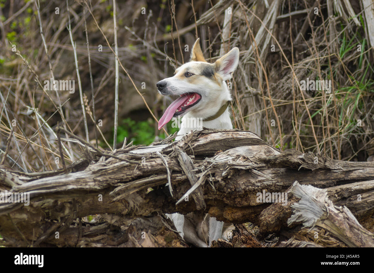 Cross-breed of hunting and northern dog looking out of its favorite ...