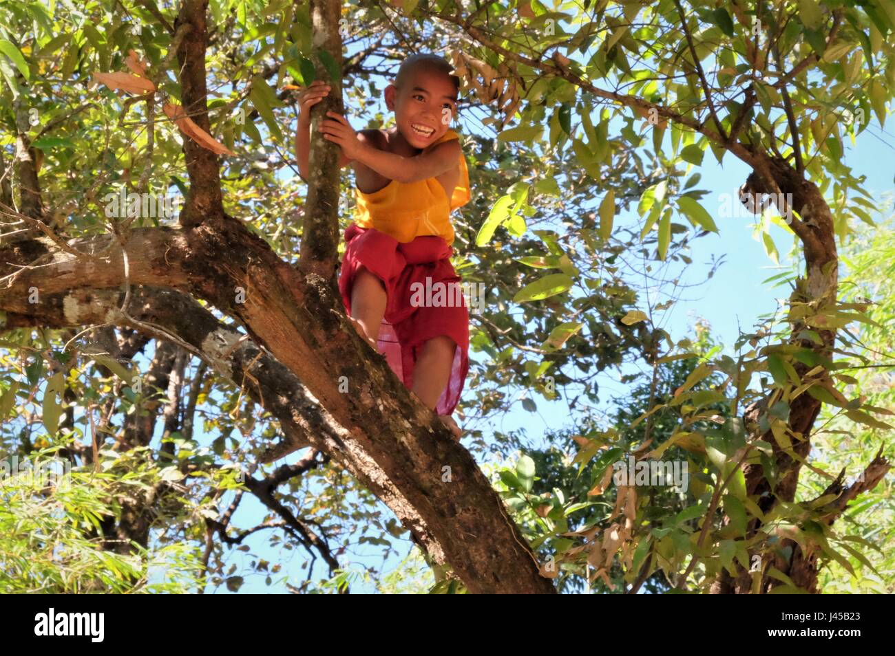 A boy climbs a tree in Myanmar Stock Photo - Alamy