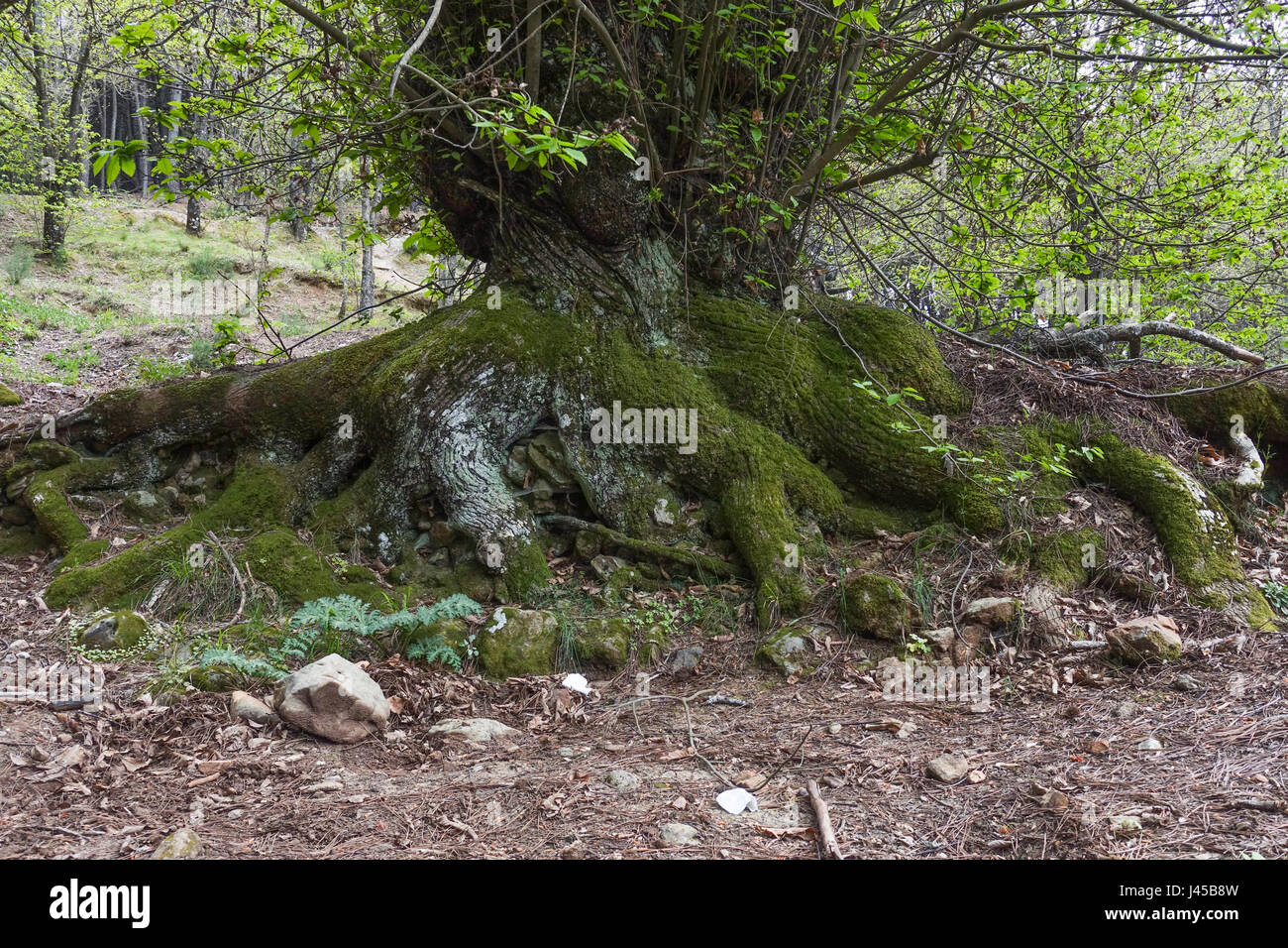 Roots of an old sweet chestnut tree in Refugio de Juanar reserve. Ojen ...