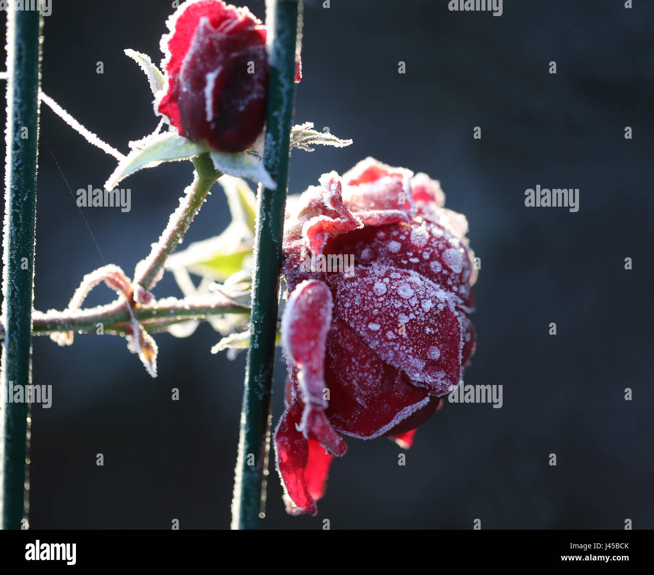 Frosted rose leaves hi-res stock photography and images - Alamy