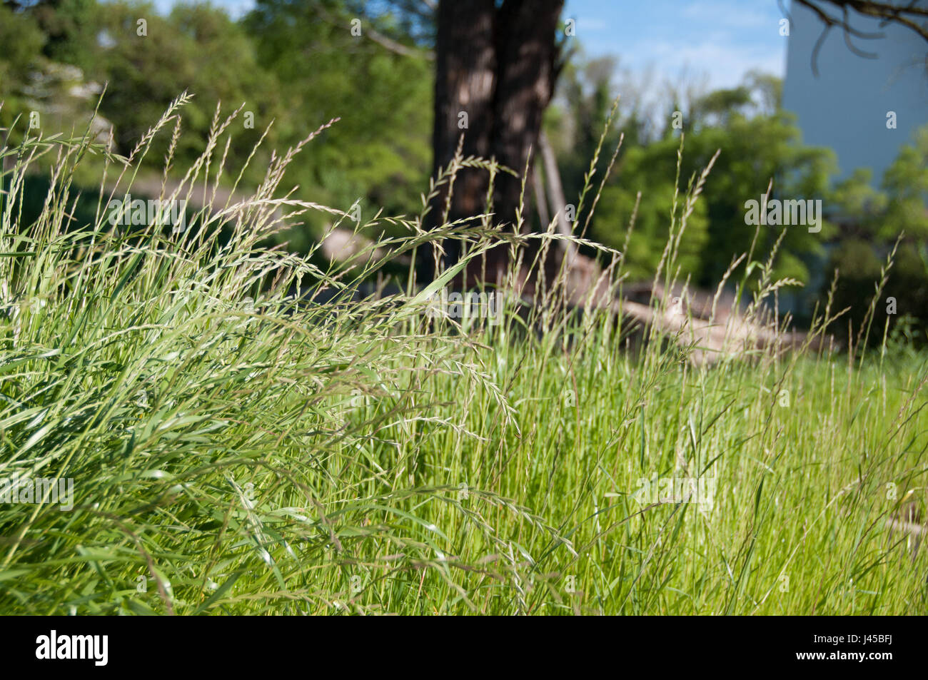 Pollination grass hi-res stock photography and images - Alamy