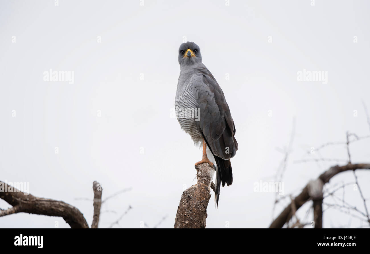 Eastern Chanting Goshawk (Melierax poliopterus) on a Tree Limb in ...