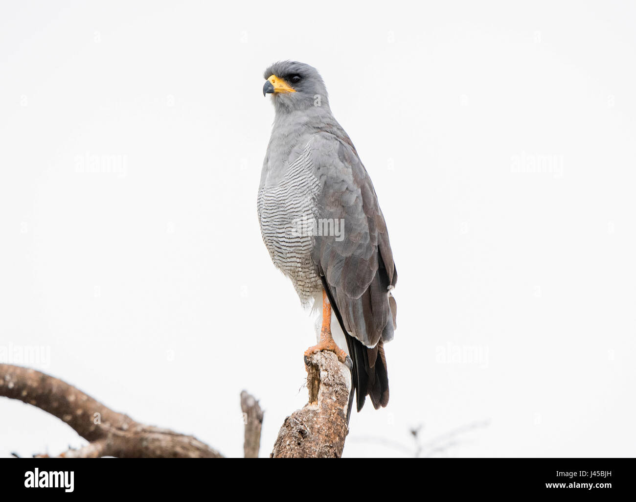 Eastern Chanting Goshawk (Melierax poliopterus) on a Tree Limb in ...