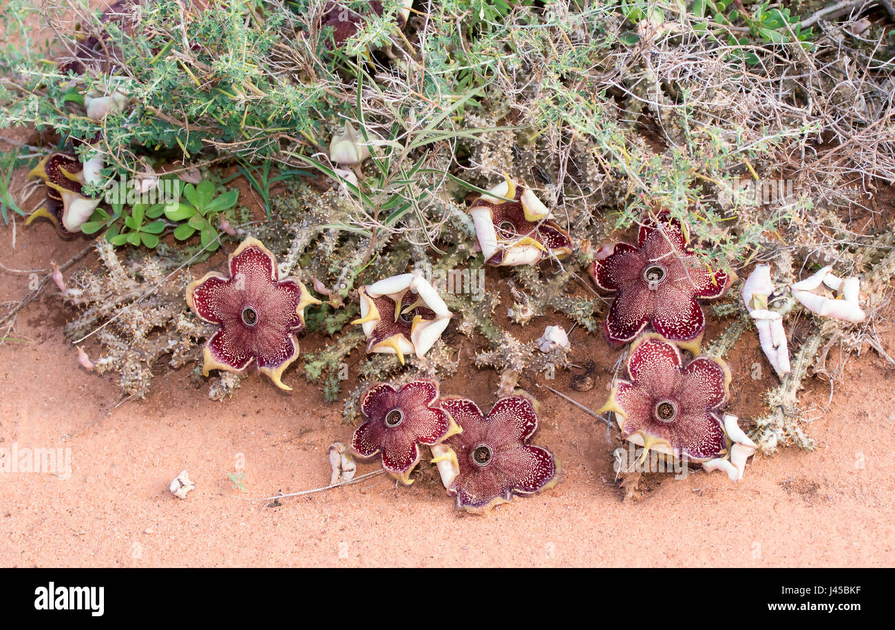 Edithcolea grandis hi-res stock photography and images - Alamy