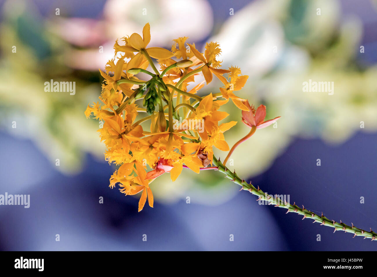Close up of stem and orange epidendrum orchid flower against blurred ...
