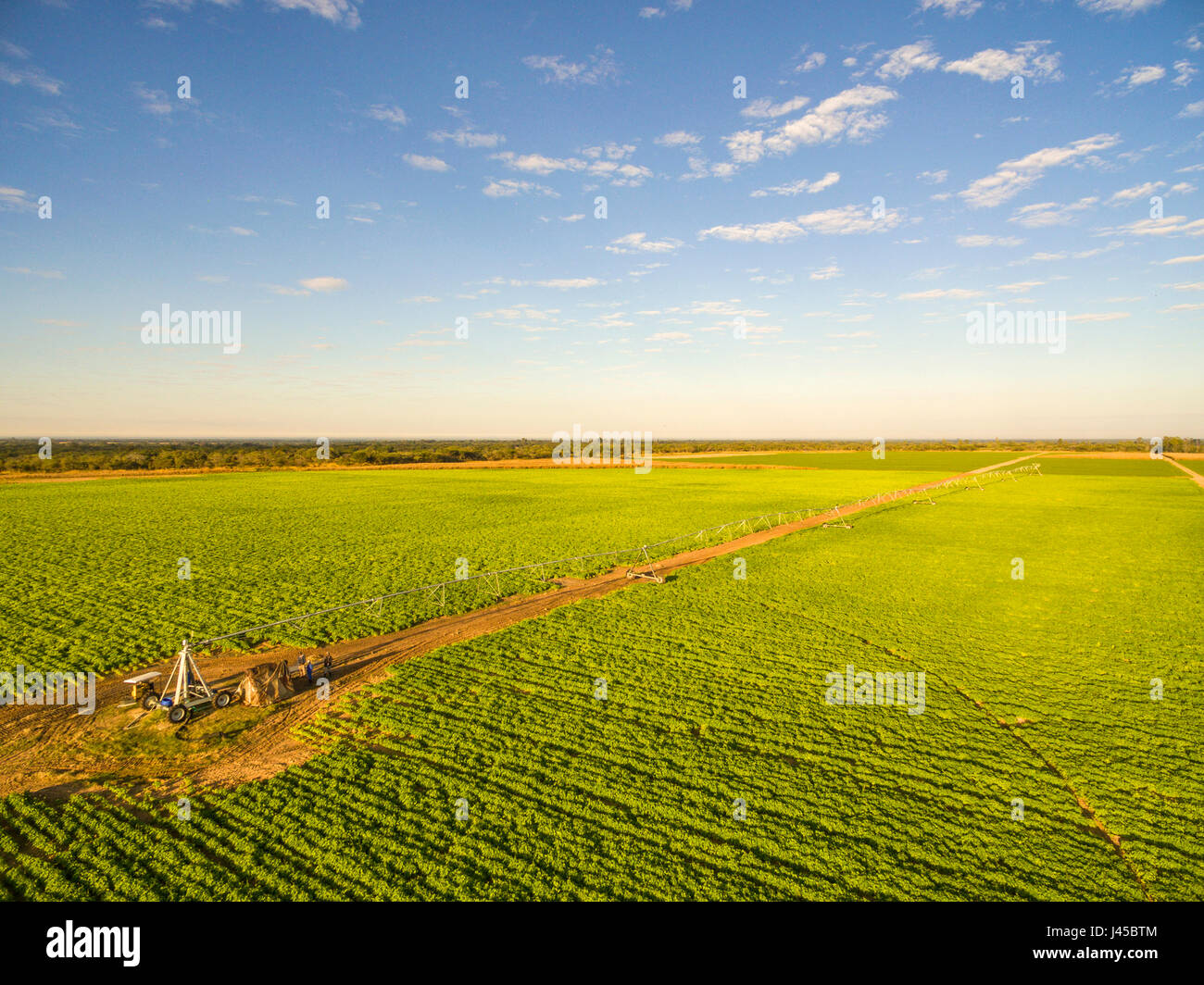A sugar bean crop seen on a commercial farm in Zimbabwe Stock Photo - Alamy
