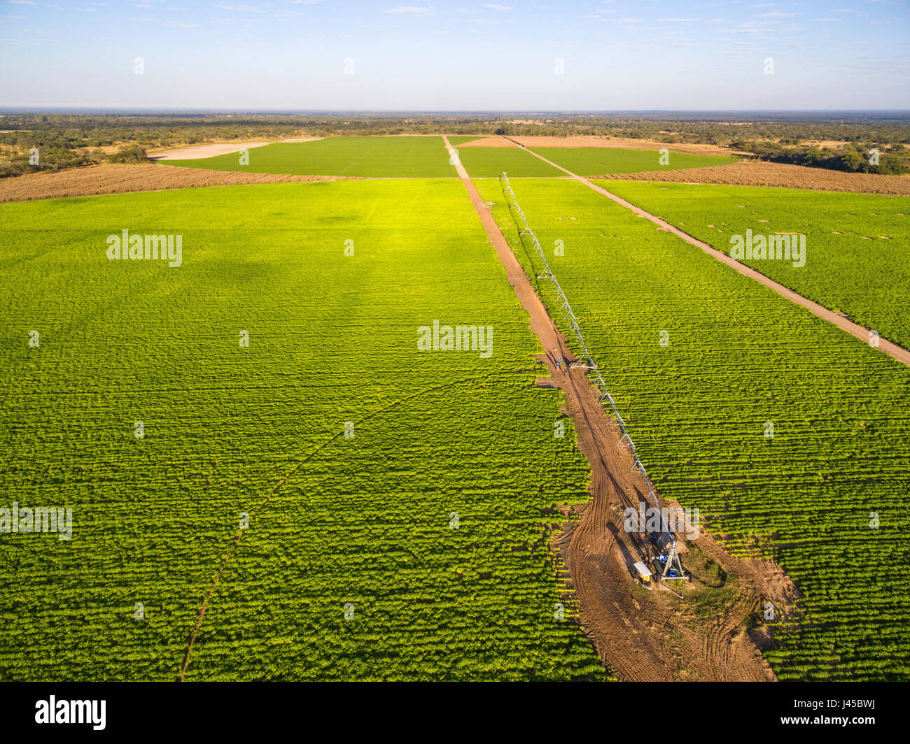 A sugar bean crop seen on a commercial farm in Zimbabwe Stock Photo - Alamy