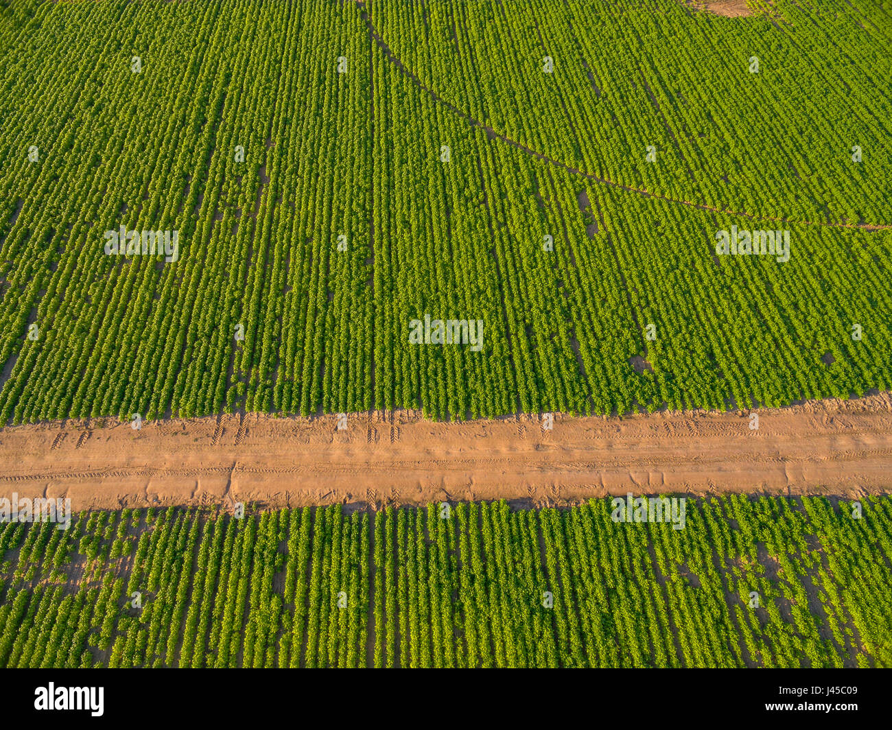 A sugar bean crop seen on a commercial farm in Zimbabwe Stock Photo - Alamy