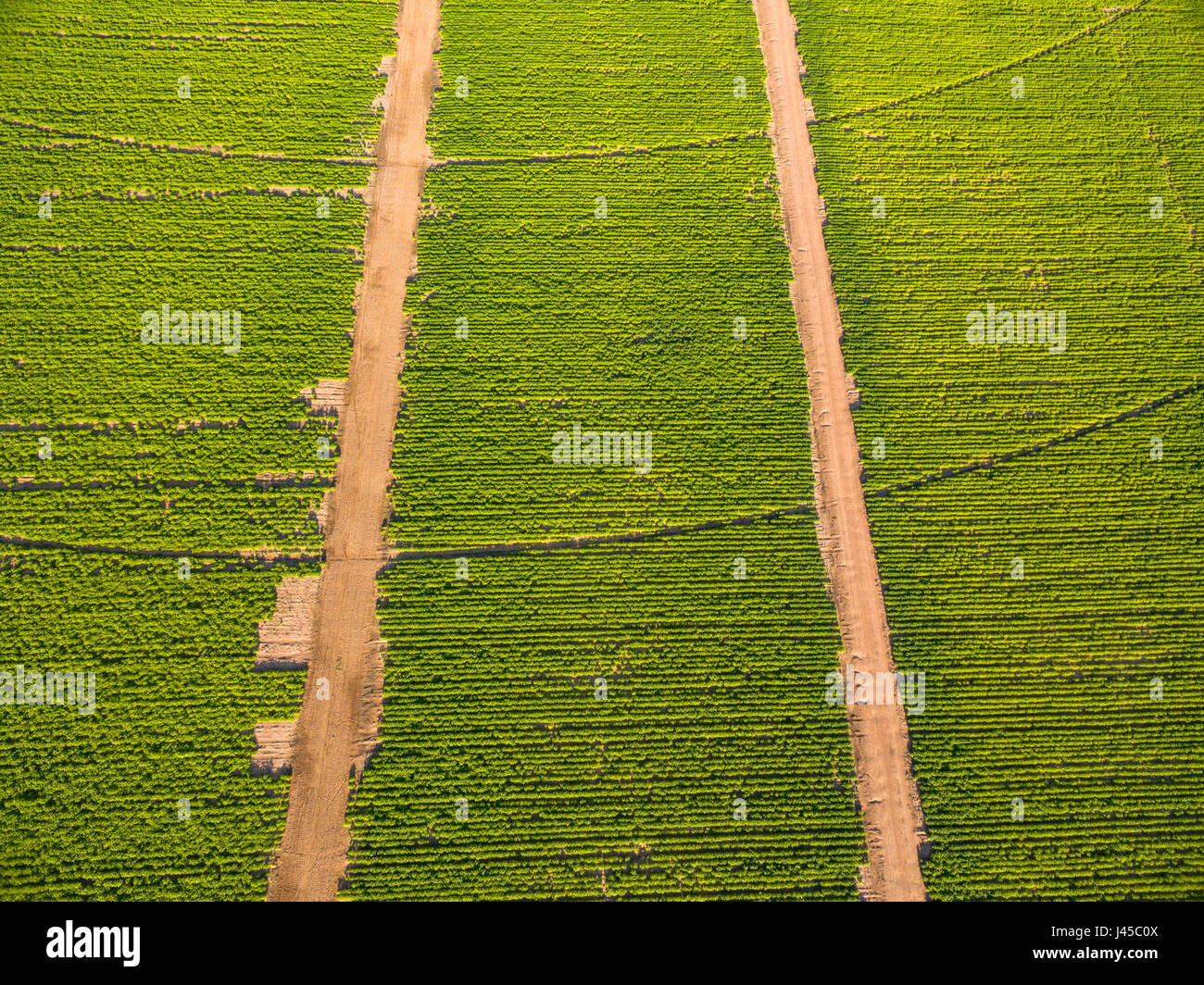 A sugar bean crop seen on a commercial farm in Zimbabwe Stock Photo - Alamy