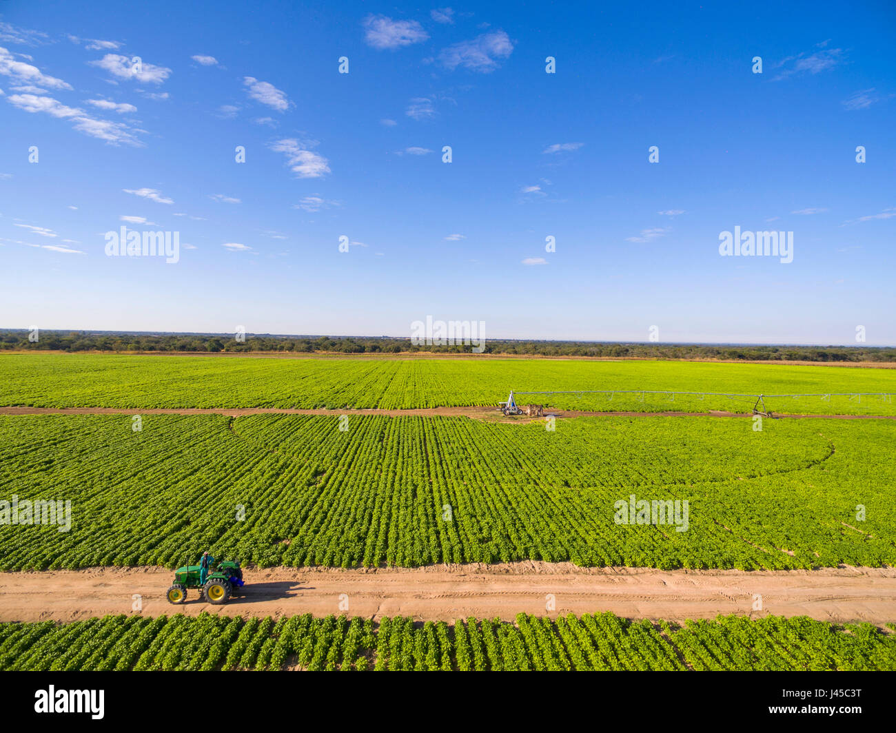 A commercial sugar bean crop in Zimbabwe Stock Photo - Alamy