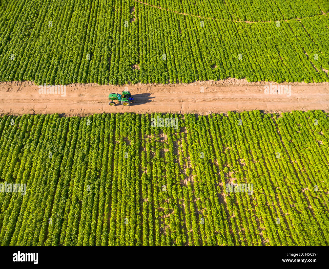 A commercial sugar bean crop in Zimbabwe Stock Photo - Alamy