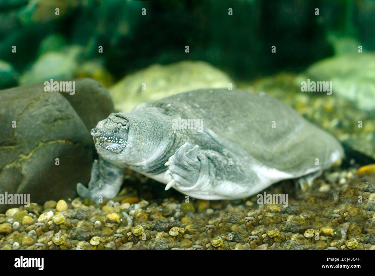 Image of freshwater exotic Chinese softshell turtle Stock Photo - Alamy