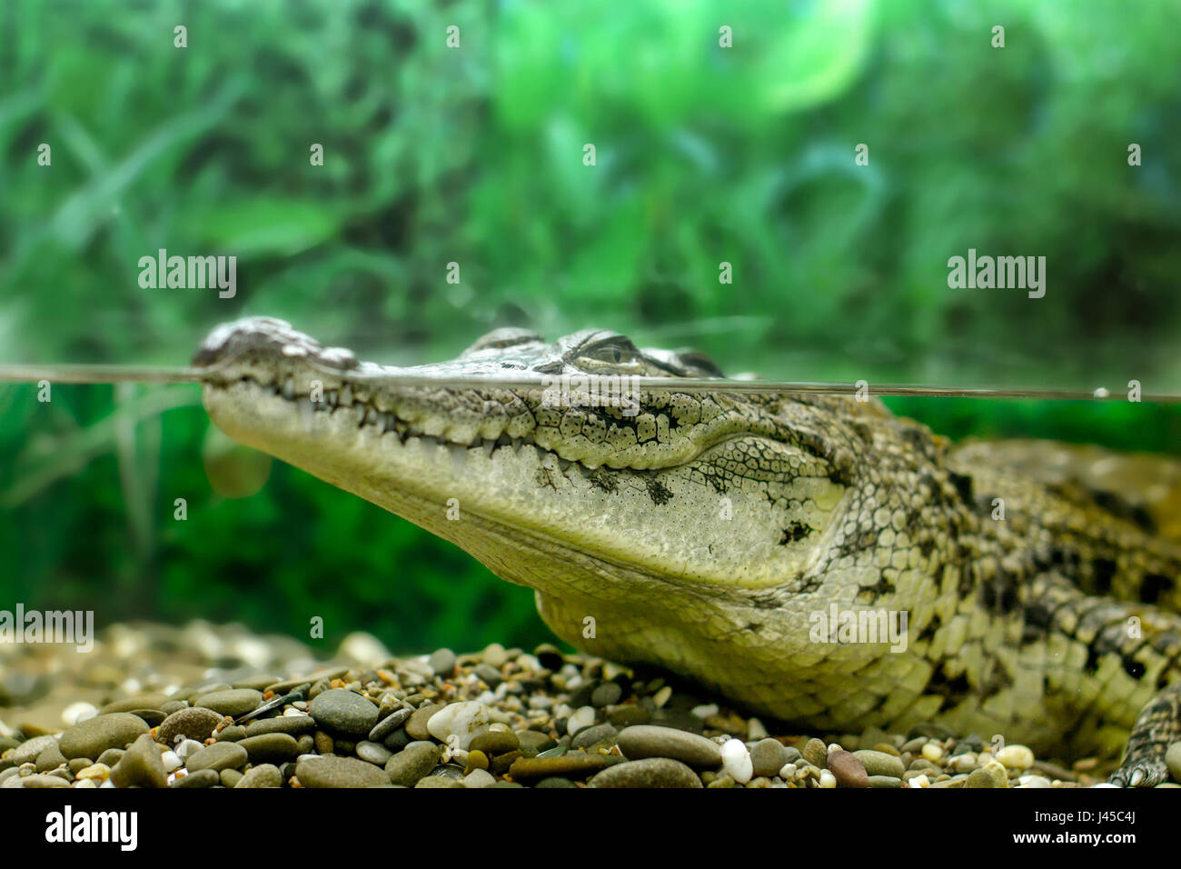 picture of a young crocodile staring out of the water Stock Photo - Alamy
