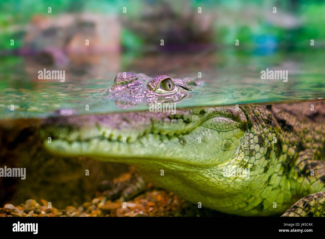 picture of a young crocodile staring out of the water Stock Photo - Alamy