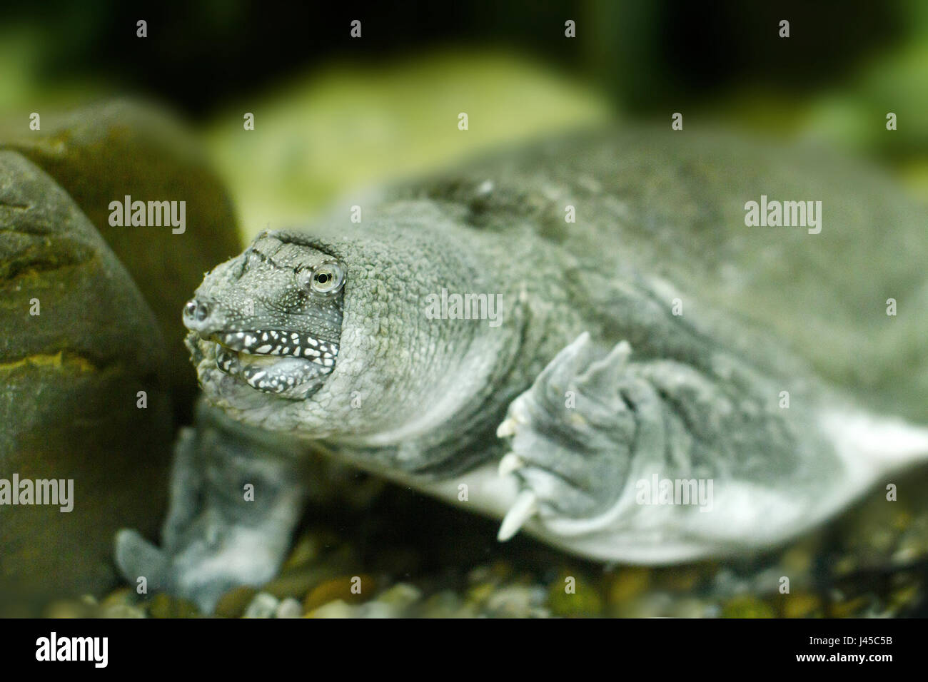Image of freshwater exotic Chinese softshell turtle Stock Photo - Alamy