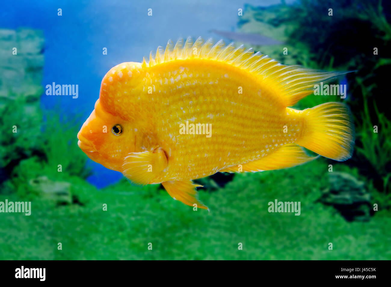 image of a beautiful aquarium fish Amphilophus citrinellus Stock Photo - Alamy