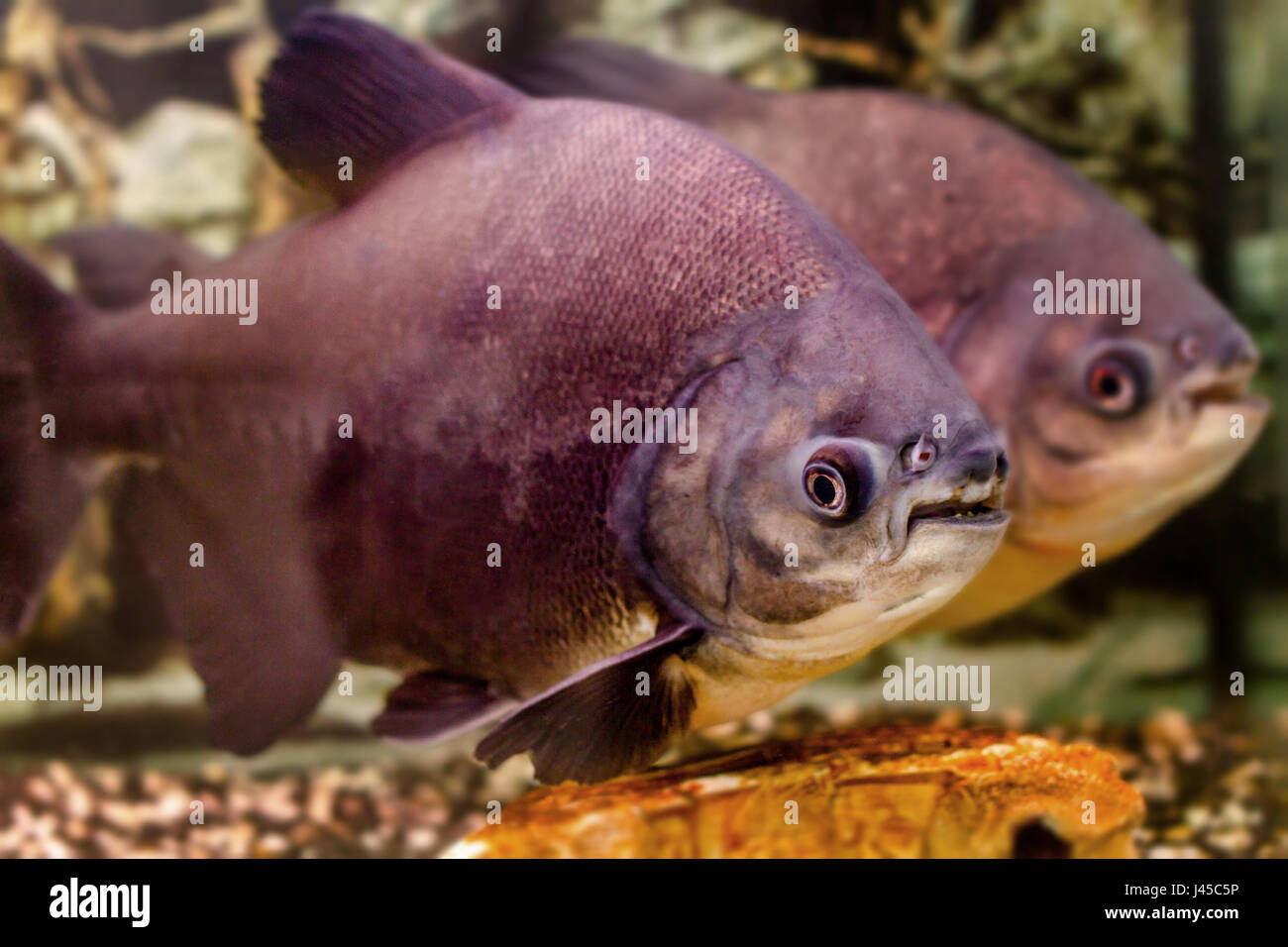 image of a beautiful aquarium fish black pacu Stock Photo - Alamy