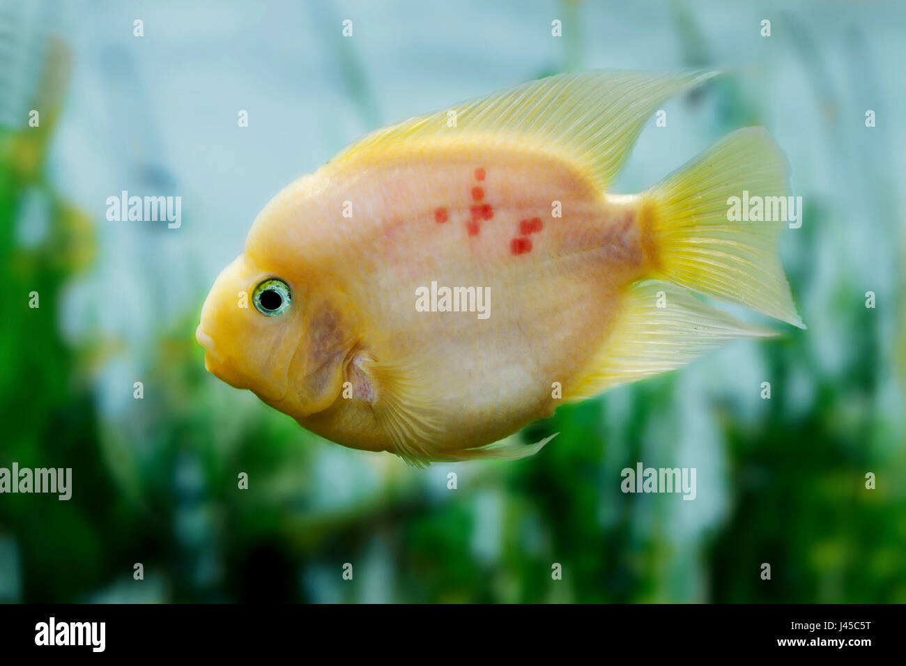 mage of a beautiful aquarium fish Amphilophus citrinellusc Stock Photo ...