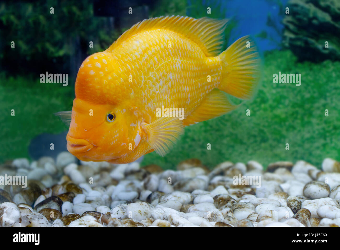 image of a beautiful aquarium fish Amphilophus citrinellus Stock Photo ...