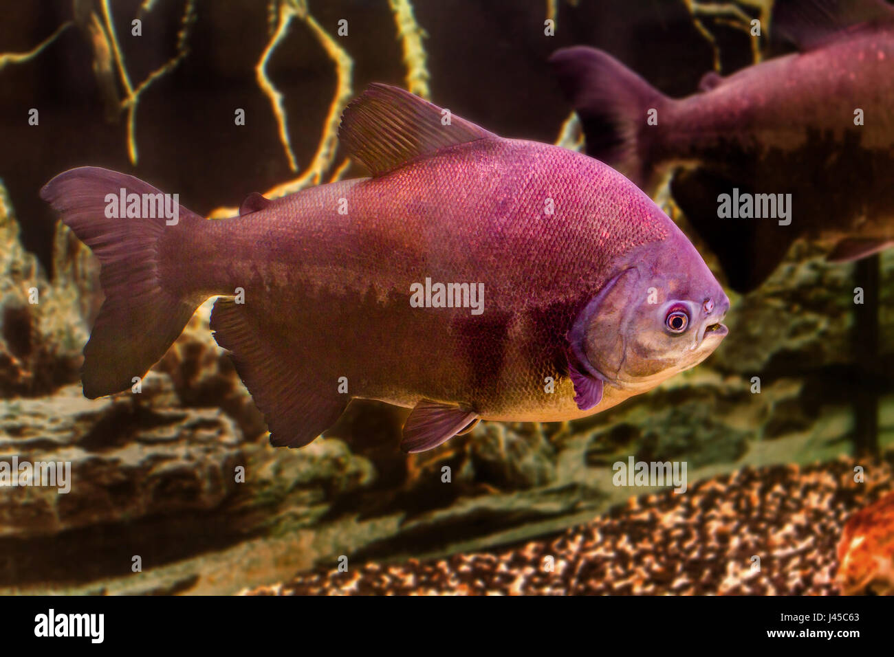 Black pacu hi-res stock photography and images - Alamy