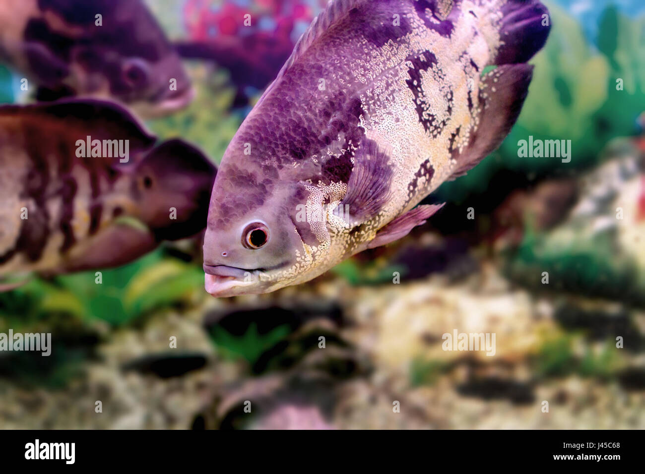 mage of a beautiful aquarium fish Astronotusa Stock Photo - Alamy