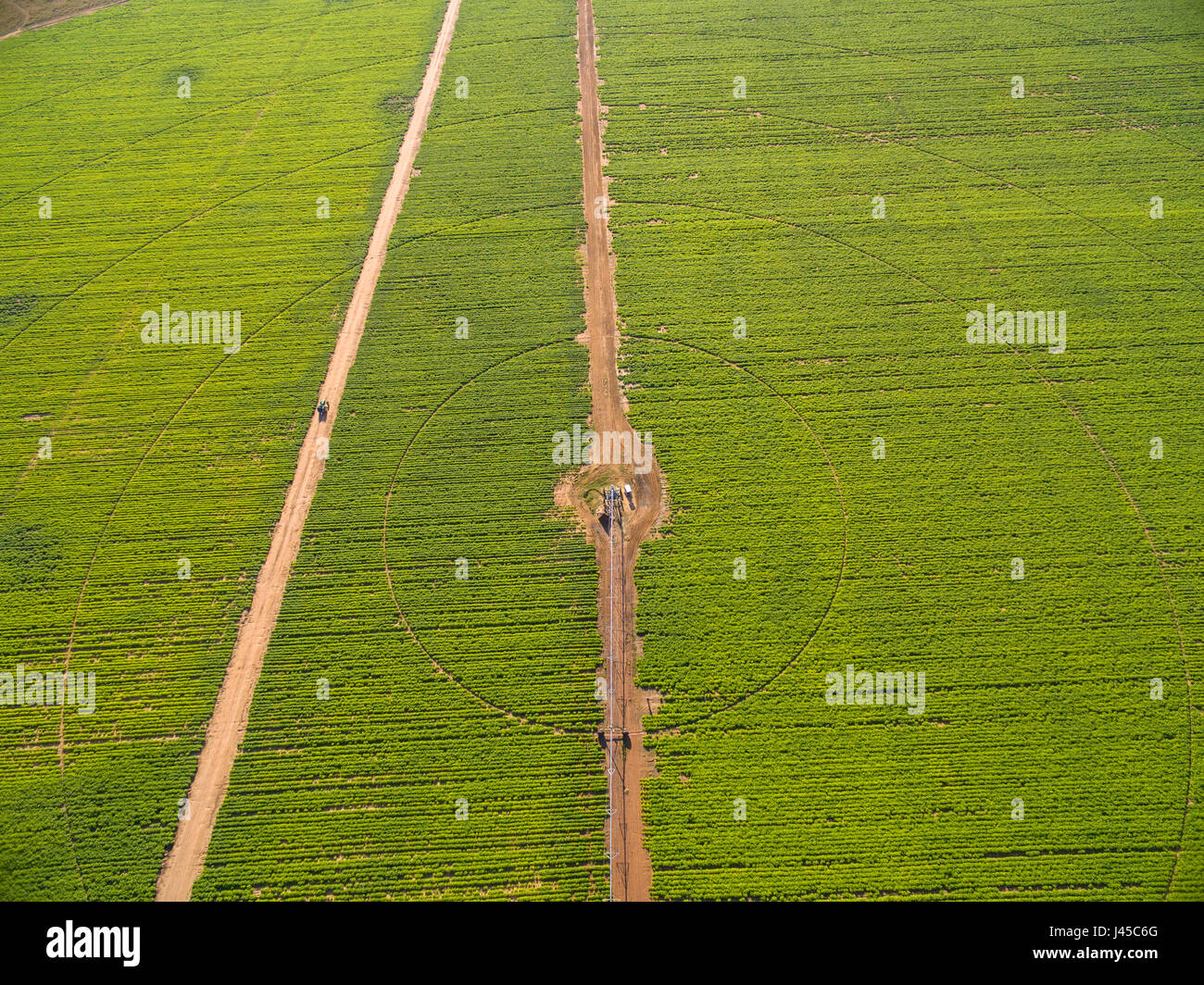 A sugar bean crop seen on a commercial farm in Zimbabwe Stock Photo - Alamy