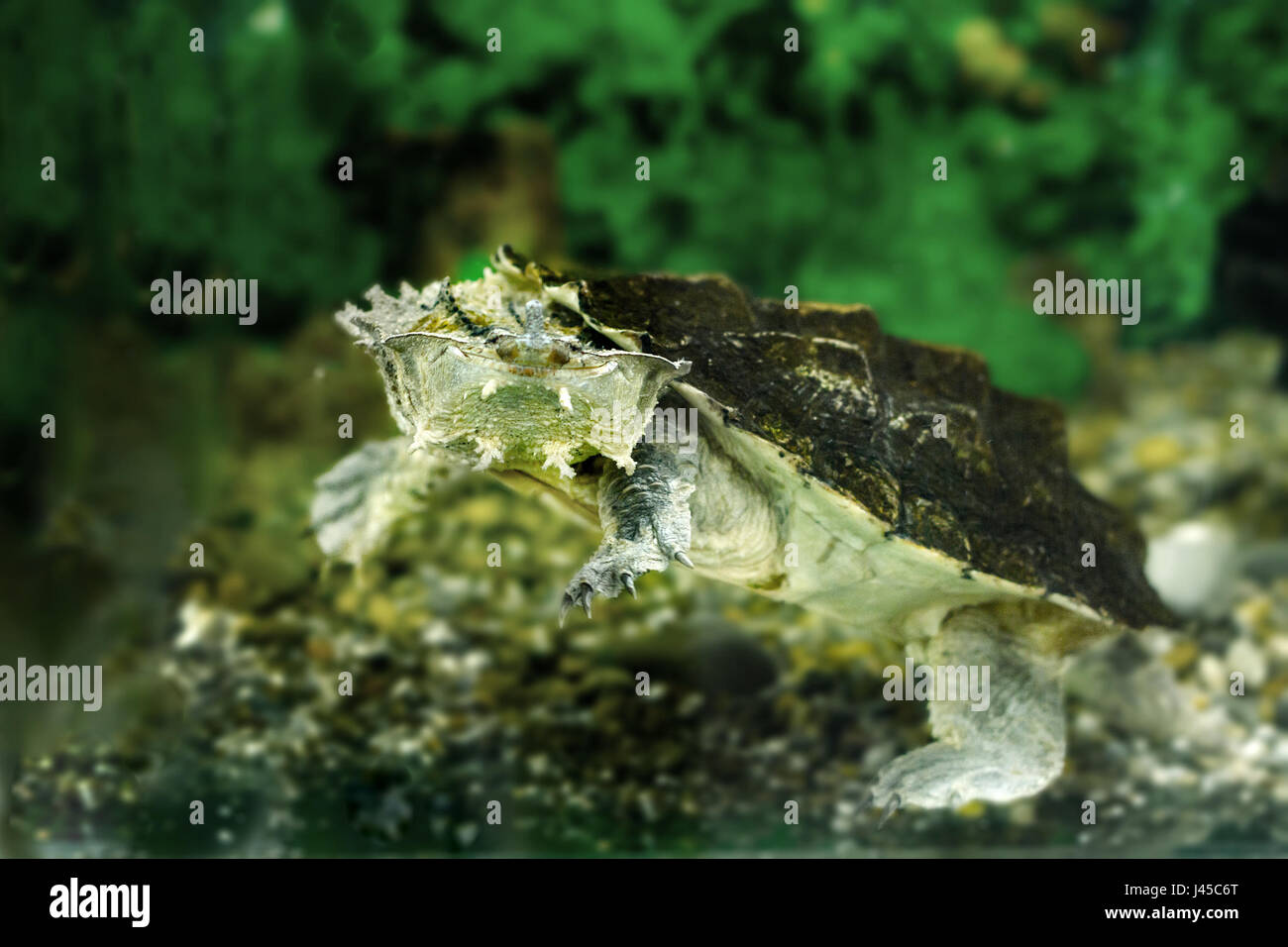 Image of freshwater exotic turtles Matamata Stock Photo - Alamy