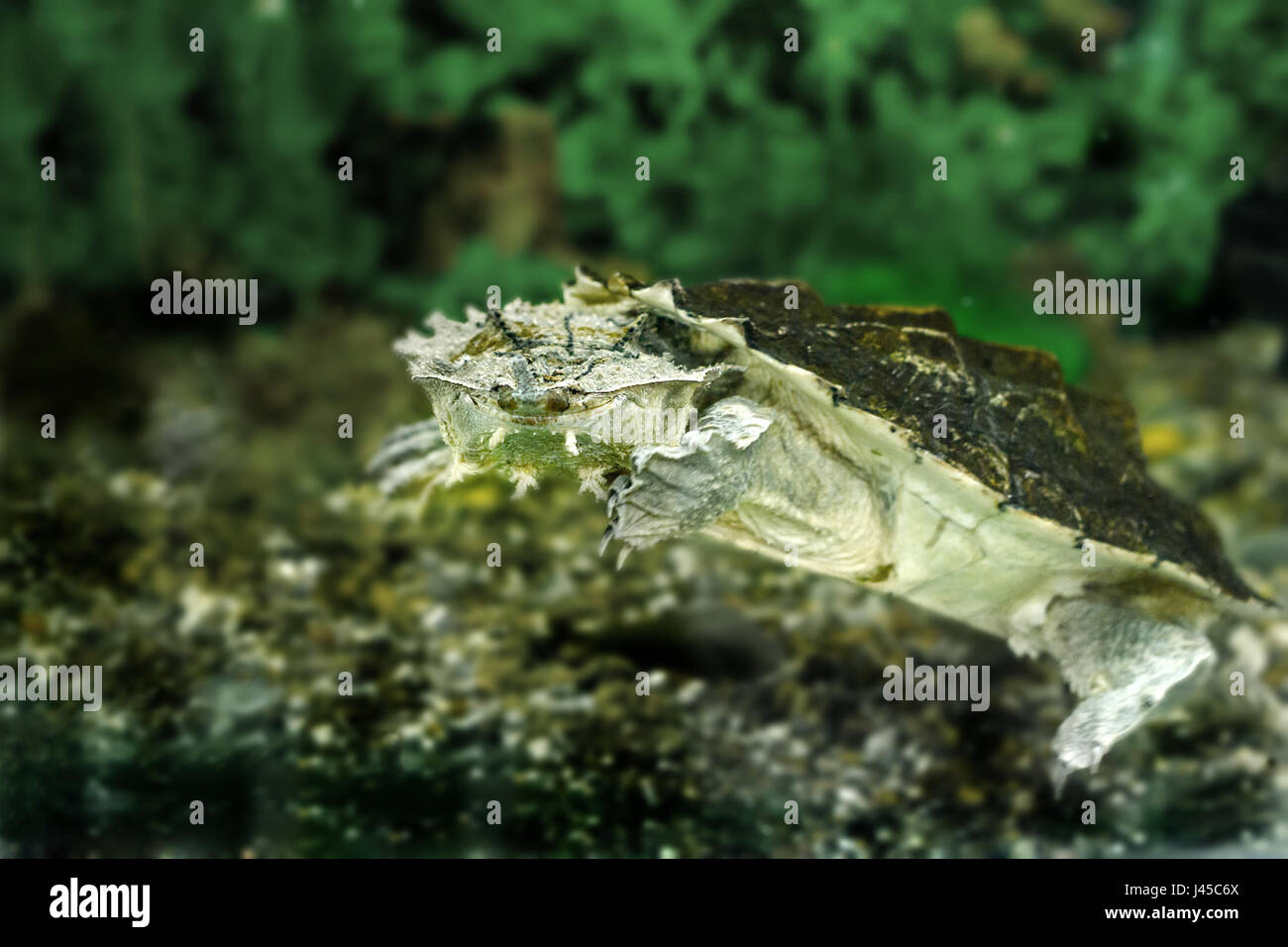 Image of freshwater exotic turtles Matamata Stock Photo - Alamy