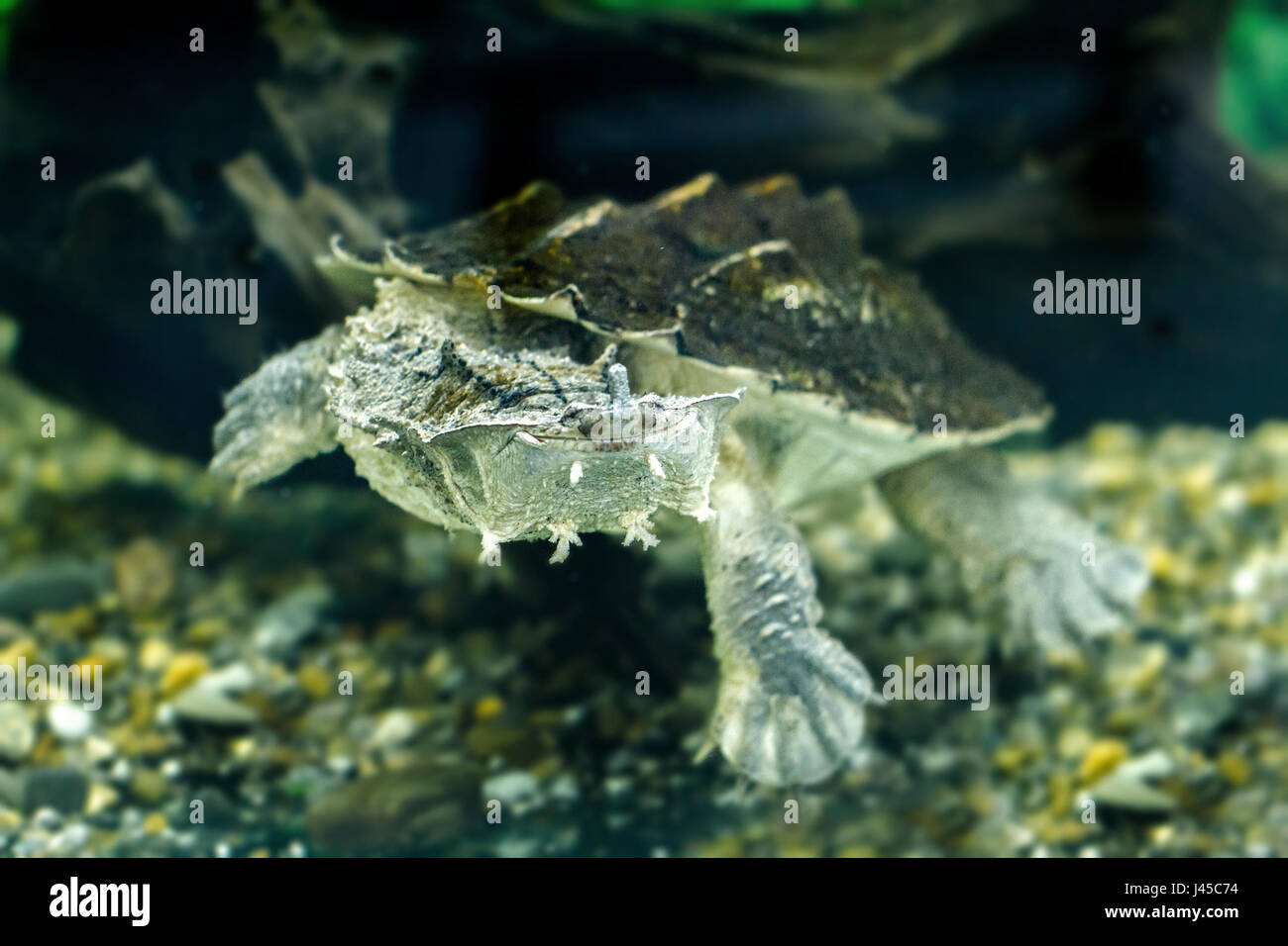 Image of freshwater exotic turtles Matamata Stock Photo - Alamy