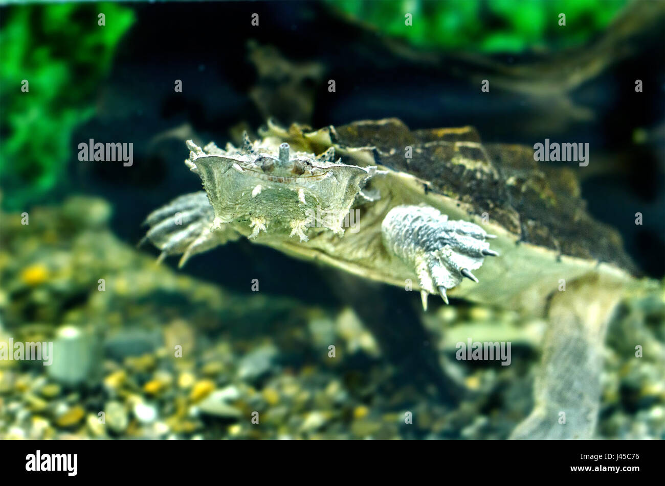 Image of freshwater exotic turtles Matamata Stock Photo - Alamy