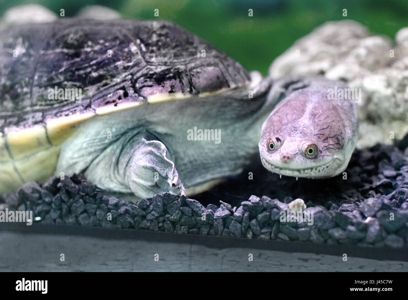 Chelidae High Resolution Stock Photography and Images - Alamy