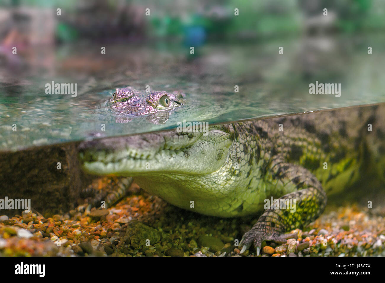 picture of a young crocodile staring out of the water Stock Photo - Alamy