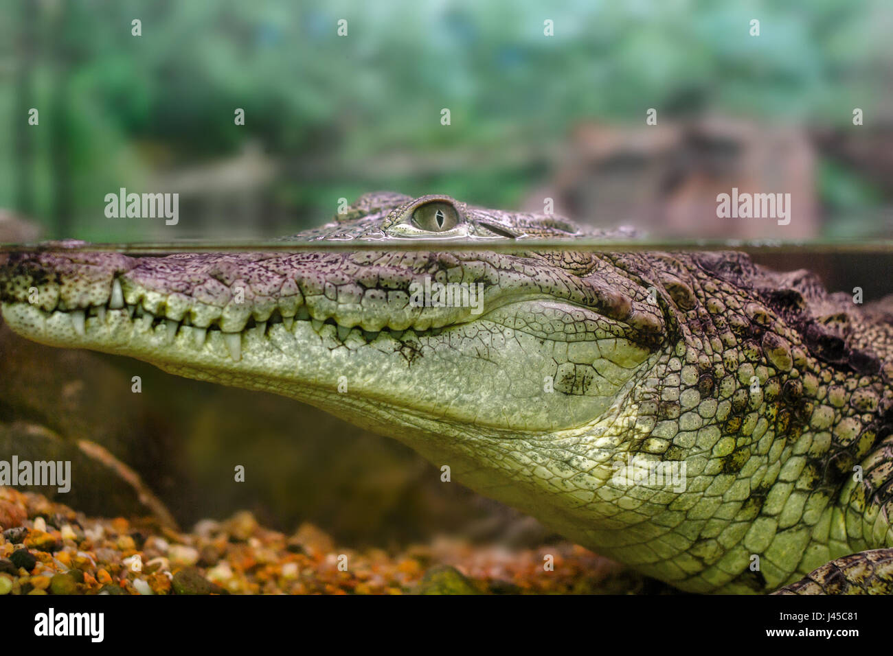 picture of a young crocodile staring out of the water Stock Photo - Alamy
