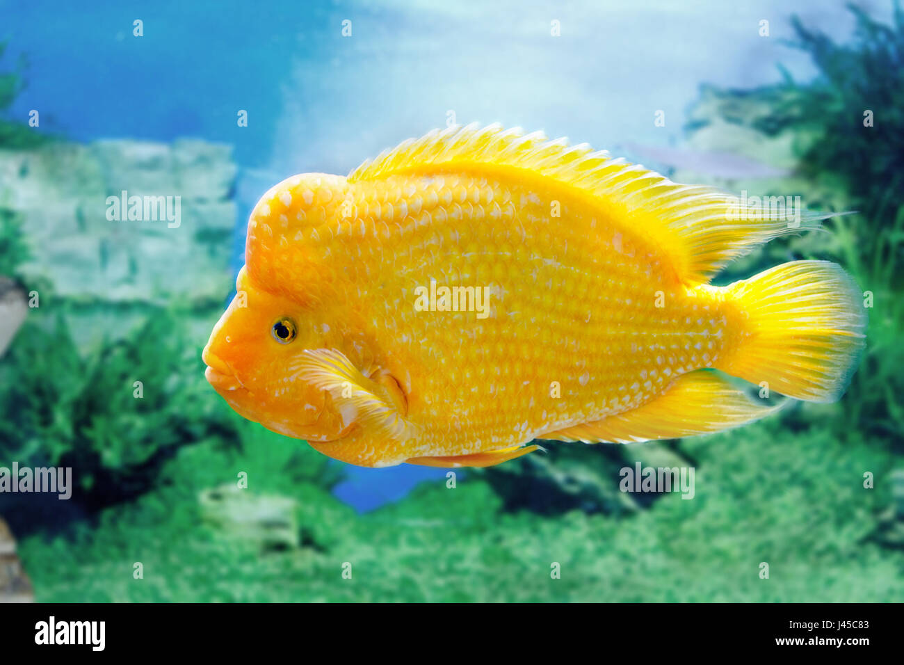 mage of a beautiful aquarium fish Amphilophus citrinellusc Stock Photo ...