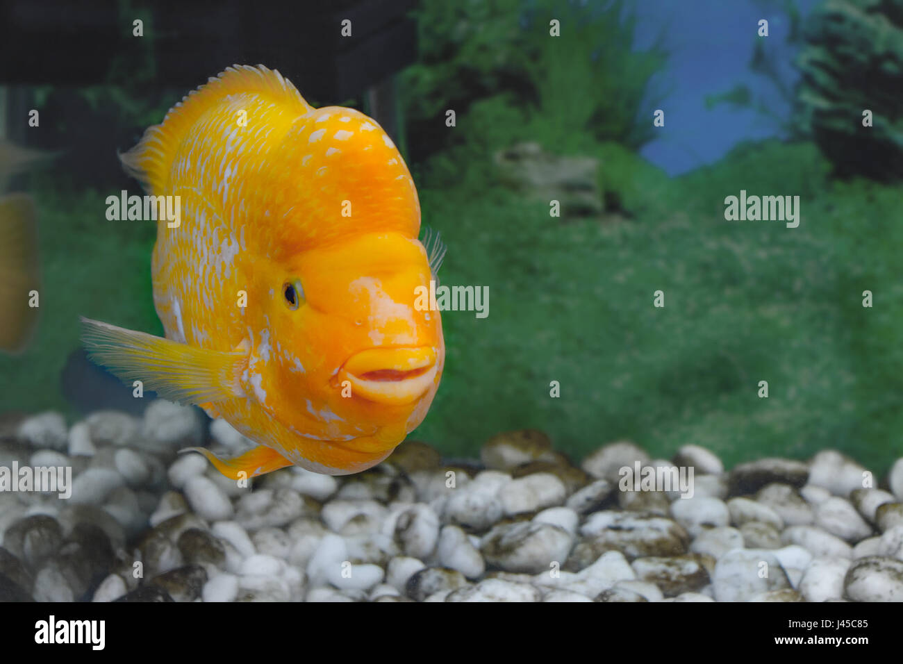 image of a beautiful aquarium fish Amphilophus citrinellus Stock Photo ...