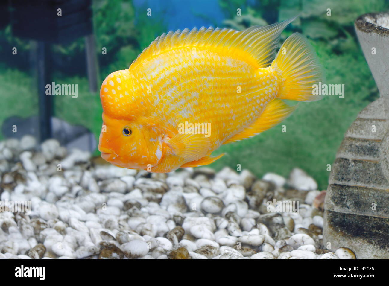 image of a beautiful aquarium fish Amphilophus citrinellus Stock Photo ...