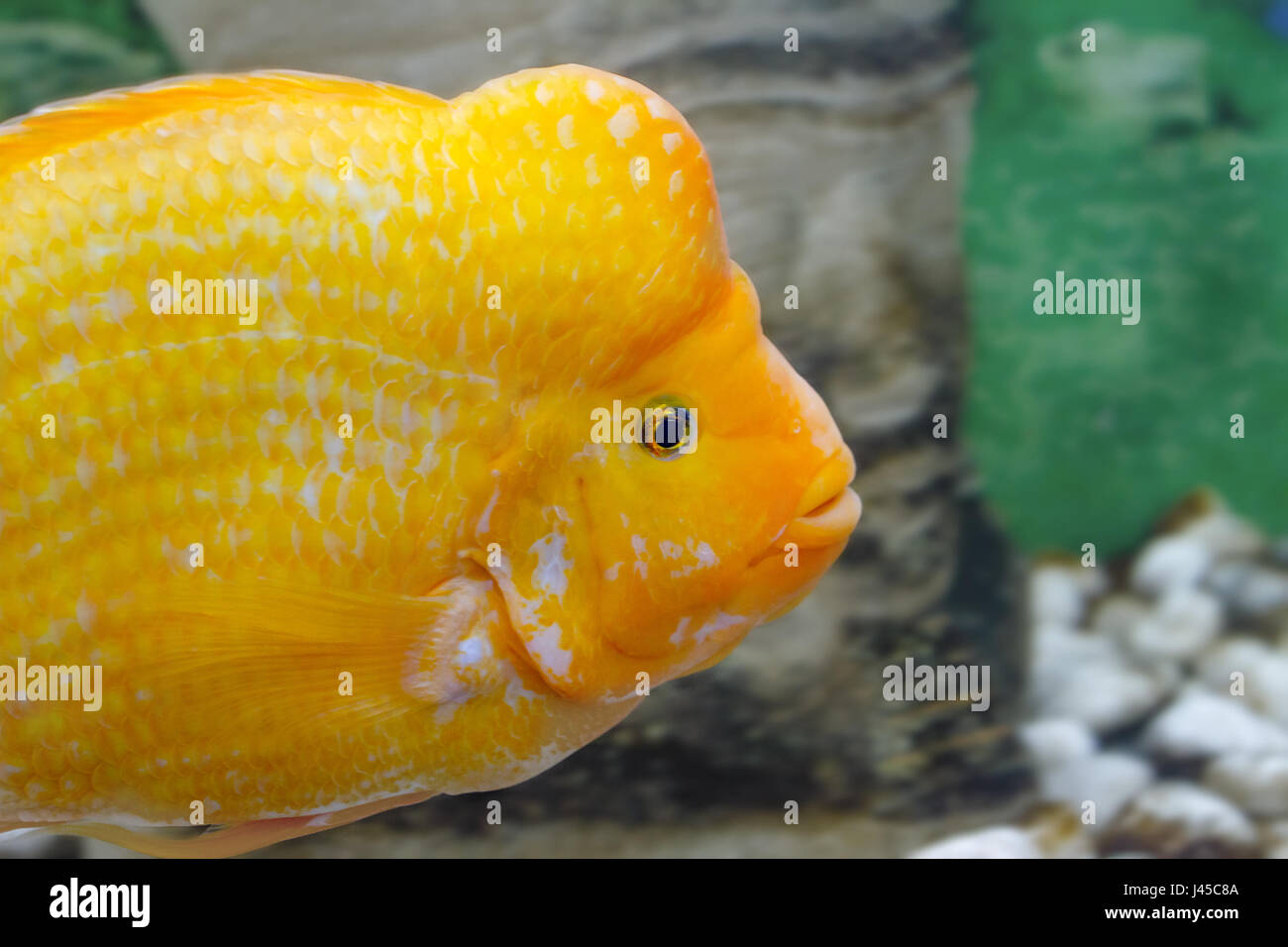 image of a beautiful aquarium fish Amphilophus citrinellus Stock Photo ...