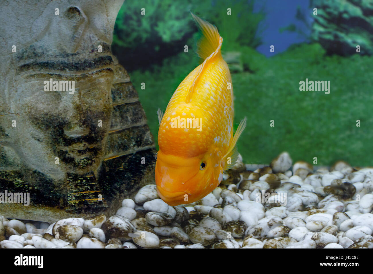 image of a beautiful aquarium fish Amphilophus citrinellus Stock Photo ...