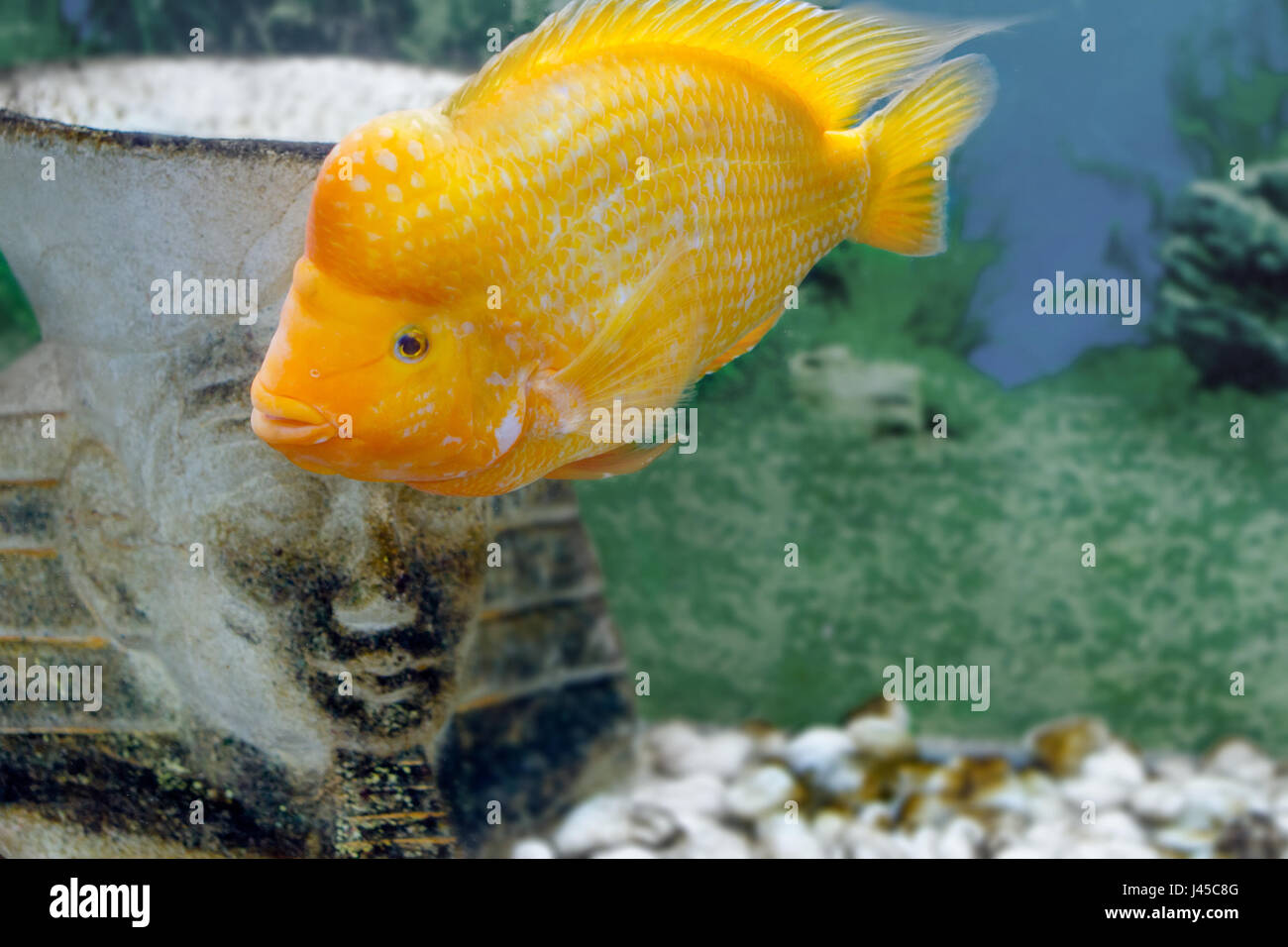 image of a beautiful aquarium fish Amphilophus citrinellus Stock Photo ...