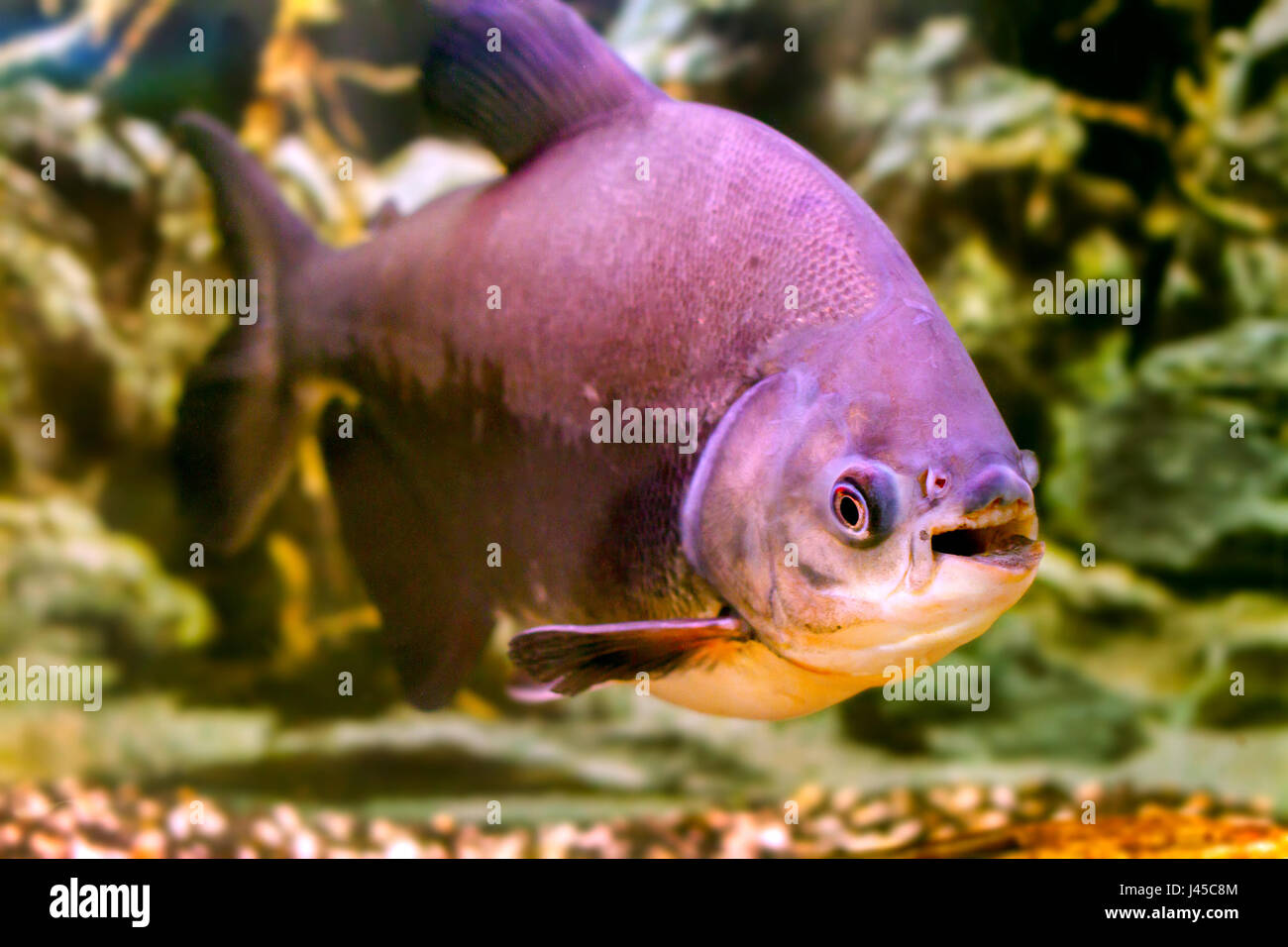 image of a beautiful aquarium fish black pacu Stock Photo - Alamy