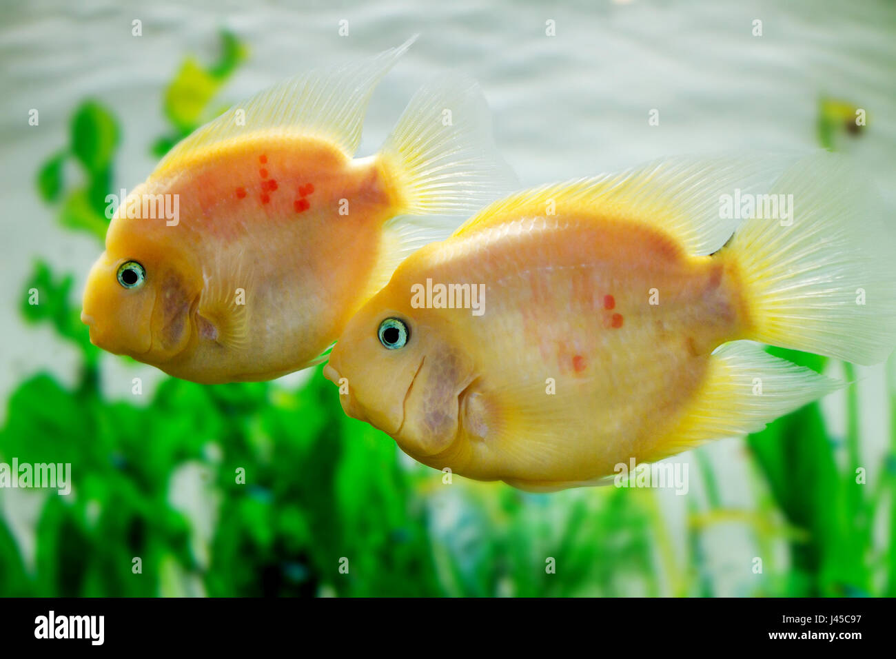 image of a beautiful aquarium fish Amphilophus citrinellus Stock Photo ...