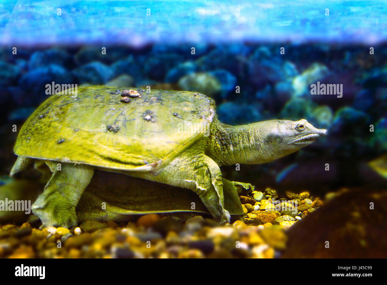 Image of freshwater exotic Chinese softshell turtle Stock Photo - Alamy