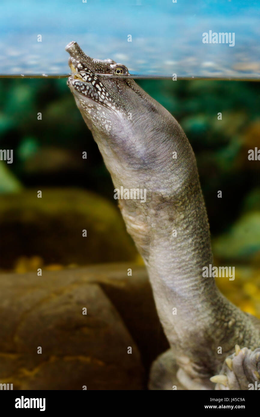 Image of freshwater exotic Chinese softshell turtle Stock Photo - Alamy