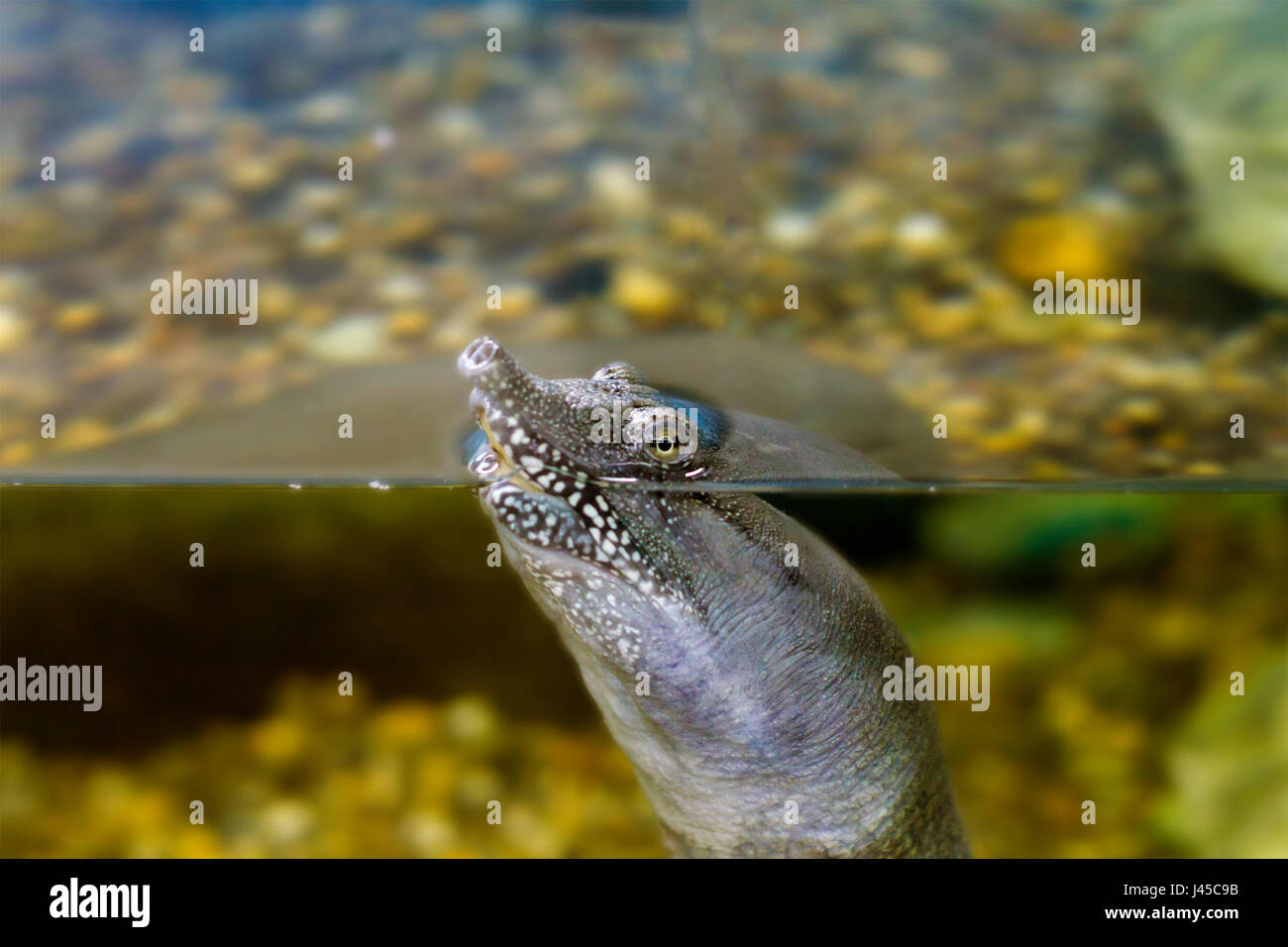 Image of freshwater exotic Chinese softshell turtle Stock Photo - Alamy