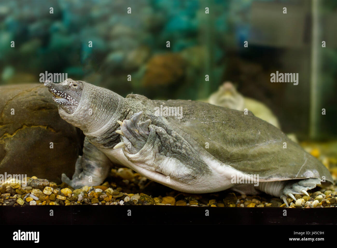 Image of freshwater exotic Chinese softshell turtle Stock Photo - Alamy