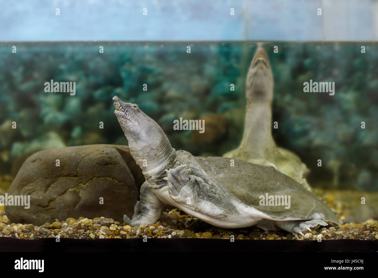 Image of freshwater exotic Chinese softshell turtle Stock Photo - Alamy