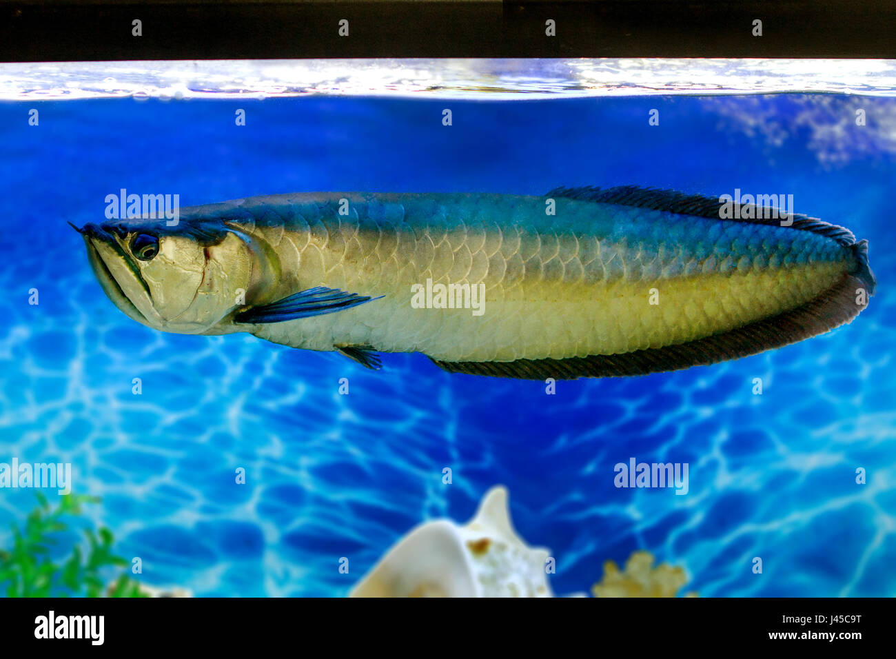 Image Arovana tropical freshwater fish in the aquarium Stock Photo - Alamy