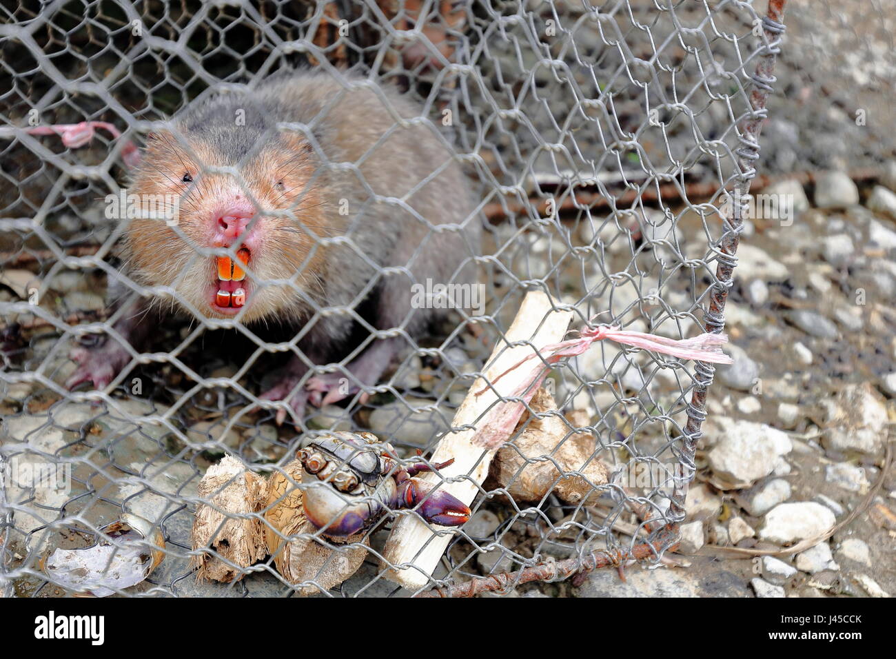 Large bamboo rat-rhizomys sumatrensis in a metallic mesh cage on sale ...