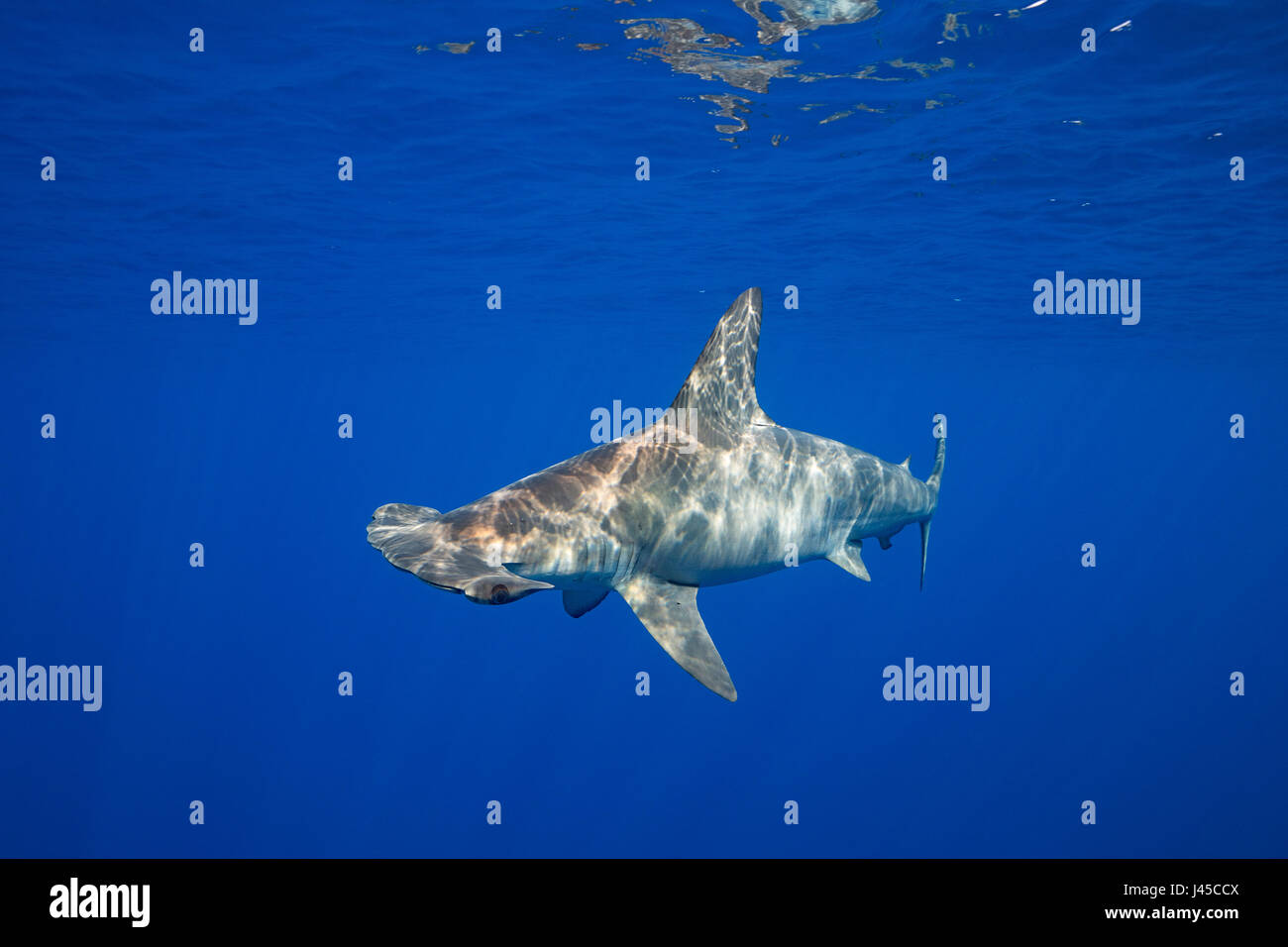 female scalloped hammerhead shark, Sphyrna lewini, off Keauhou, South ...