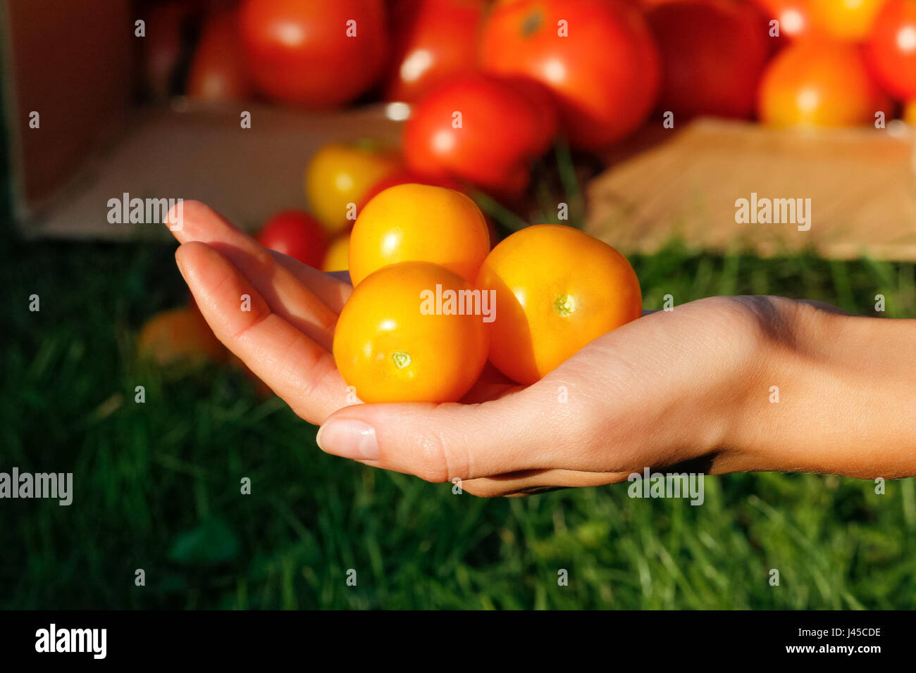 Different natural fresh tomatos in garden Stock Photo - Alamy